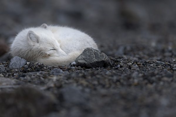 Carte Postale - Renard polaire endormi - Bertrand Bayer Photographe